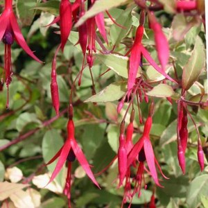 Moyenne 25 - 90 cm, Fuchsia magellanica 'Tricolor' C3 litres | Schilliger